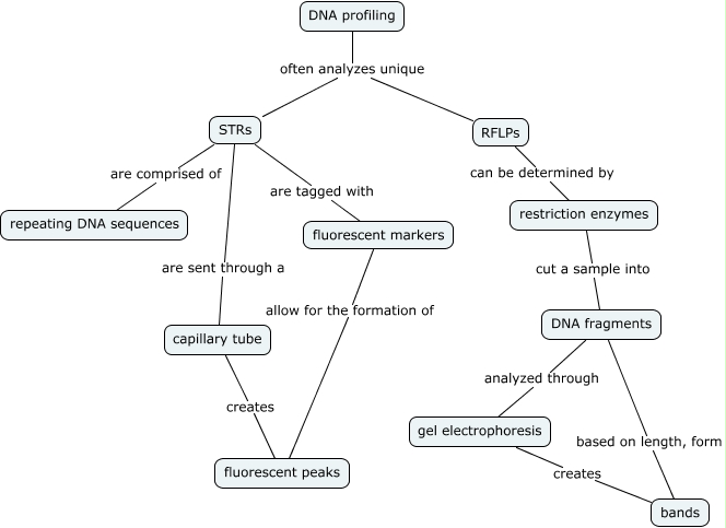 STRs and RFLPs - How is DNA profiling accomplished?